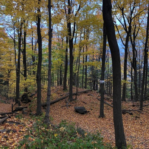 Stream Nature by yamoi | Listen online for free on SoundCloud