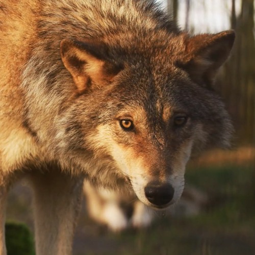 Stream Krafttier Wolf/Power animal wolf by Speaking_Wolf | Listen ...