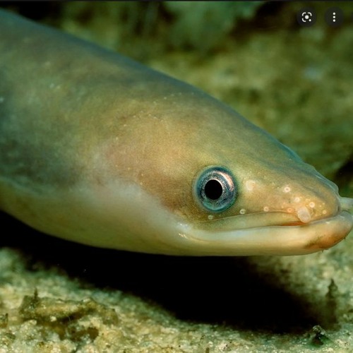 Stream Ep. 28 Where do all the good eels bone, and where are all the ...