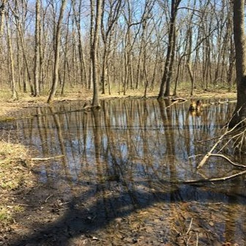 Stream SCOTUS Throws Wetlands Under the Bus - an interview with Mazeika ...