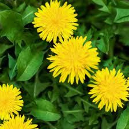 Stream Flowering Dandelion by Kyong Mee Choi for violin and electronics ...