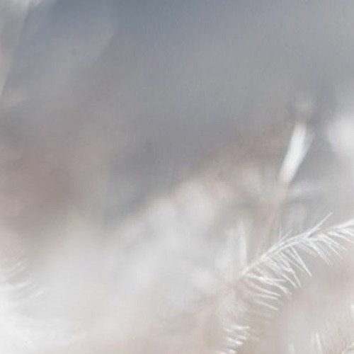 Stream Missa Brevis Excerpt - Sanctus (Presteigne Festival Chamber ...