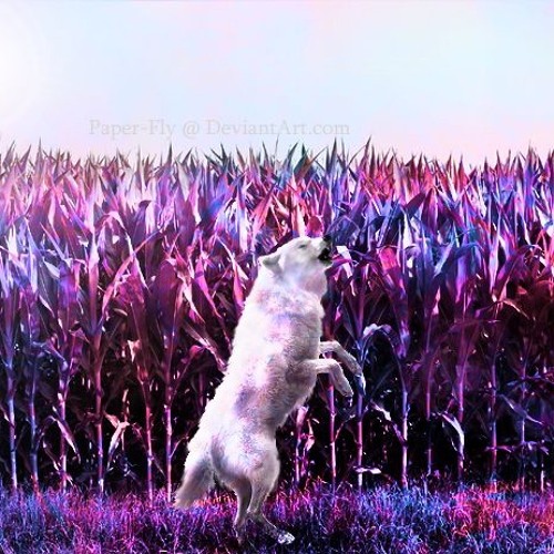 Stream TONE OF ARC - WOLF IN A CORNFIELD by TONE OF ARC | Listen online ...