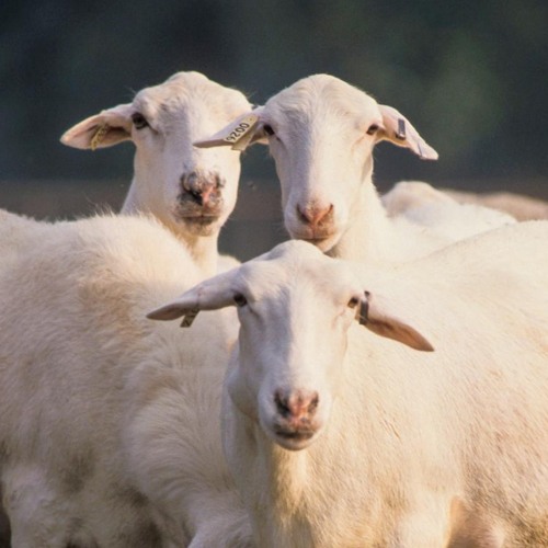 Stream 05/08/22 Easter 4 | “The Lord Is My Shepherdess” (All Saints ...