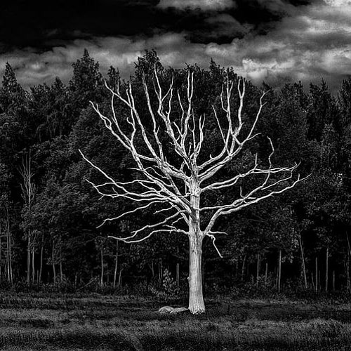 Stream Dead Family Tree by BOPPA | Listen online for free on SoundCloud