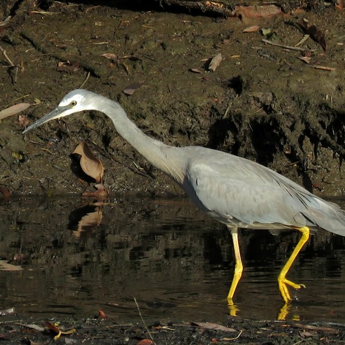 Stream White-faced Heron - Soft growling call of bird in flight with ...