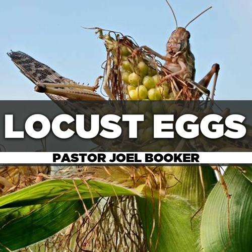 Stream Pastor. Joel Booker - 2024.02.11 SUN AM PREACHING - Locust Eggs ...
