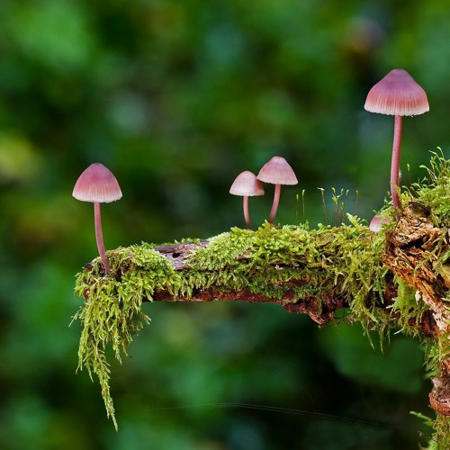 Stream STATIC MOSS (an unfinished loop) by Ride On Death Century ...