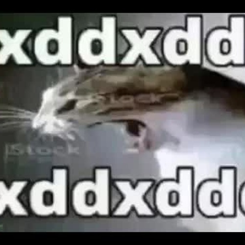 Stream Gato riendose Meme by NIGHTHUNT3R | Listen online for free on ...