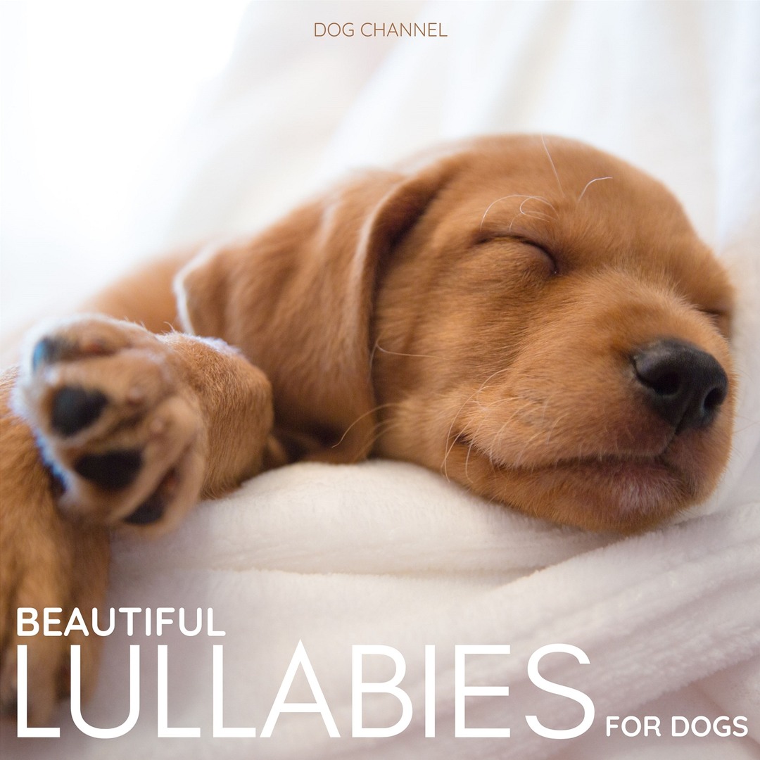 Stream Dog Channel | Listen to Beautiful Lullabies for Dogs playlist ...
