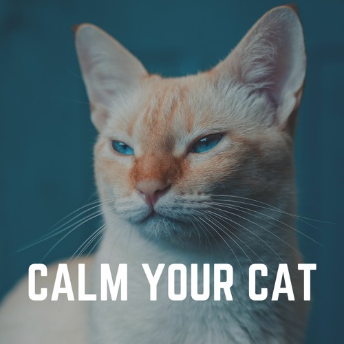 Stream Music for Cats | Listen to Calm Your Cat playlist online for ... Stream Music for Cats | Listen to Calm Your Cat playlist online for ...
