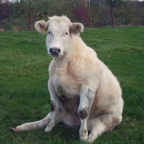 Stream playboi carti, baby keem - RIP USA (mashup) by gloopchild ...