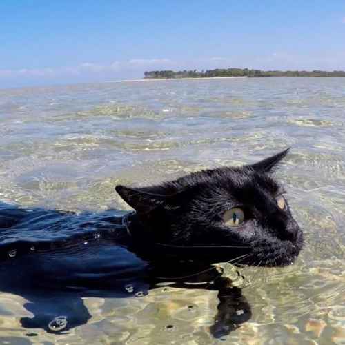 Stream Nostalgiacore | Listen to Palm Tree Panic Meme Song playlist ...