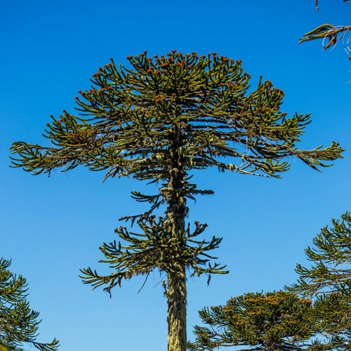 Stream Antoni Schonken | Listen to (extracts) Rooted Season 2: The Last ...