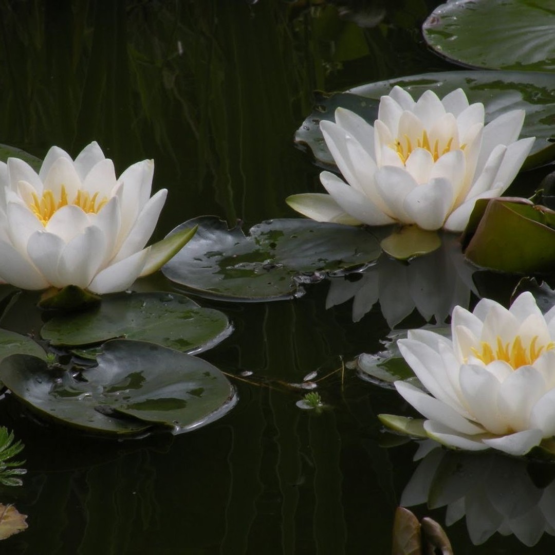 Stream Poop Paradise by Kingdom of micronation | Listen online for free ...