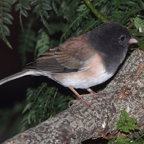 Stream BIRDSong New World Sparrows - DarkEyed Junco Collected Songs by ...