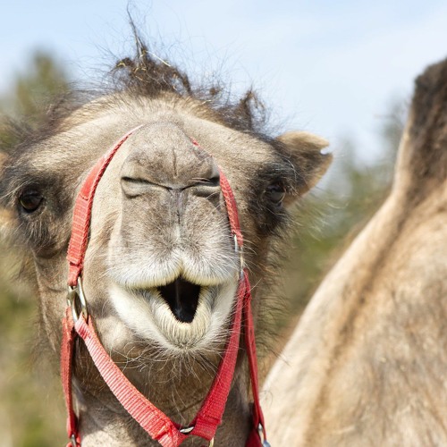 Stream Põhjamaade kaamel (Demo) by Uku Vahur | Listen online for free ...