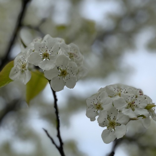 Stream Da Pacem Domine by Caroline Mallonee | Listen online for free on ...