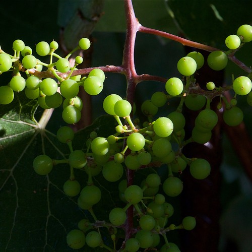 Stream Lorraine ou une décennie à la fois by Richard Lebel | Listen ...