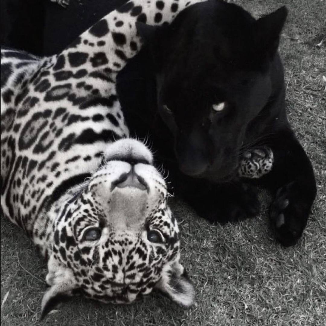 Stream Prada Me by Kajo Muah | Listen online for free on SoundCloud