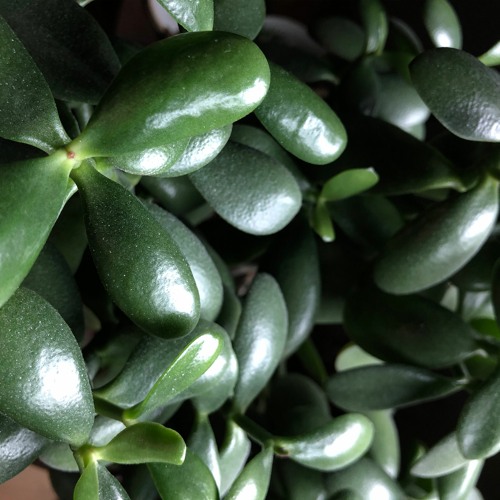 Stream Jaded Jade Part 1 by Tessa Cesare | Listen online for free on ...