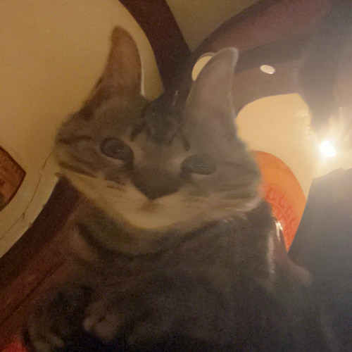 Stream Temered | Listen to cocofelon playlist playlist online for free ...