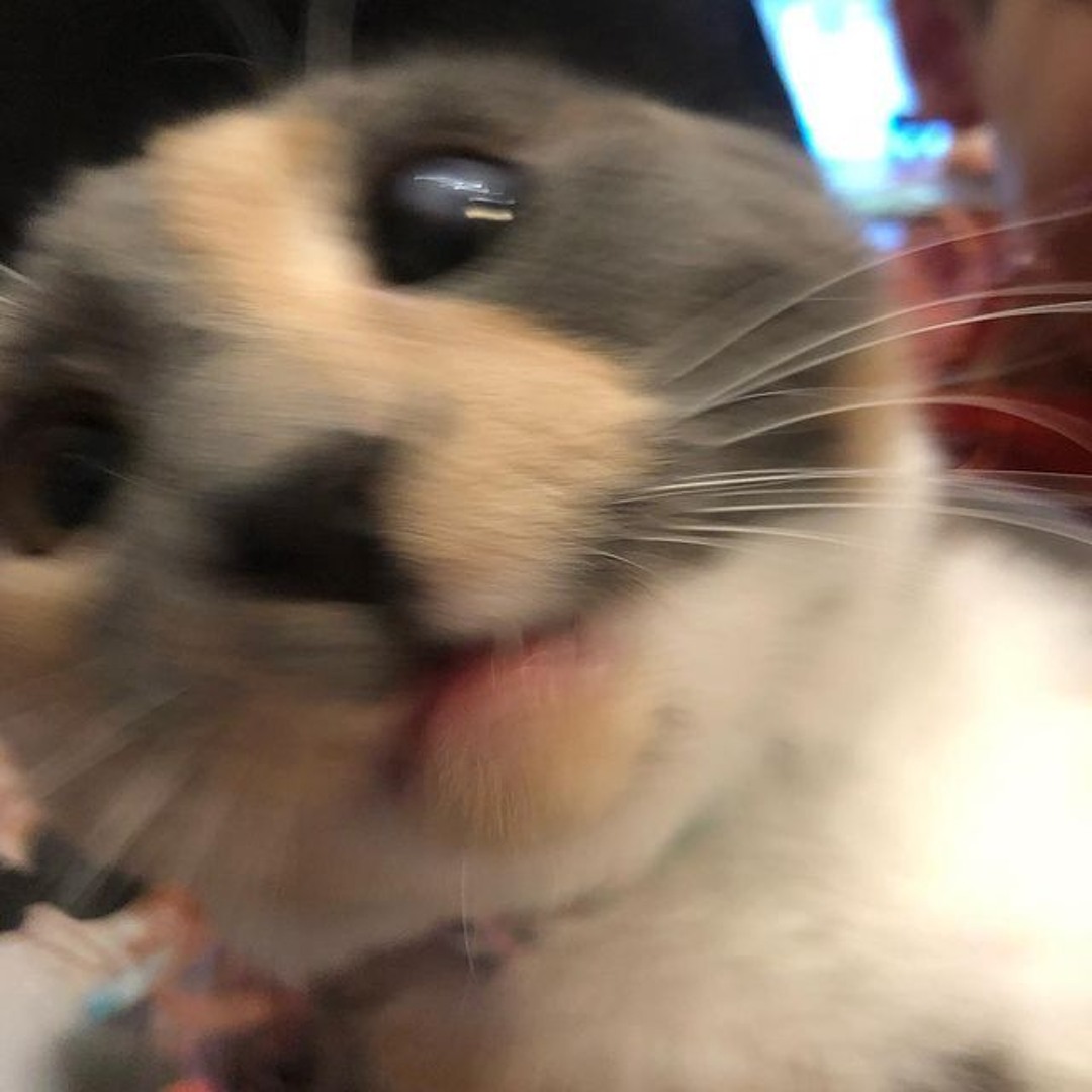 Stream Amish SOL Anime by HYNOT | Listen online for free on SoundCloud