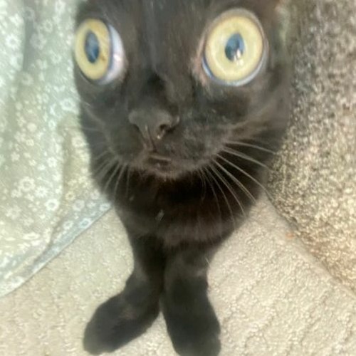 Stream RatBoySam. | Listen to skrunkly playlist online for free on ...