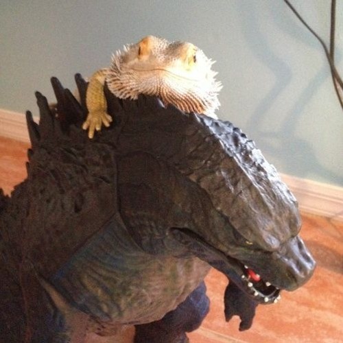 Stream Wings Of Fire - The Jade Mountain Prophecy Song by ...