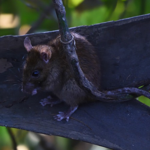 Stream A "lower risk approach" to dealing with rat infestation ...