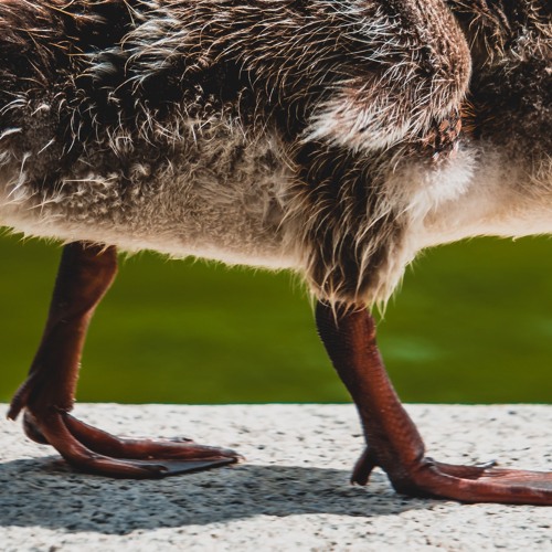 Stream episode Šikana by Potulky psychológiou podcast | Listen online ...