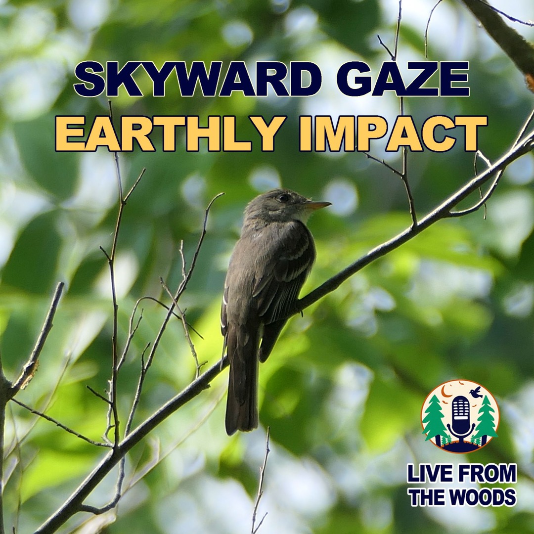 Stream episode Skyward Gaze, Earthly Impact: How Birdwatching Shapes Ecological Consciousness by ...