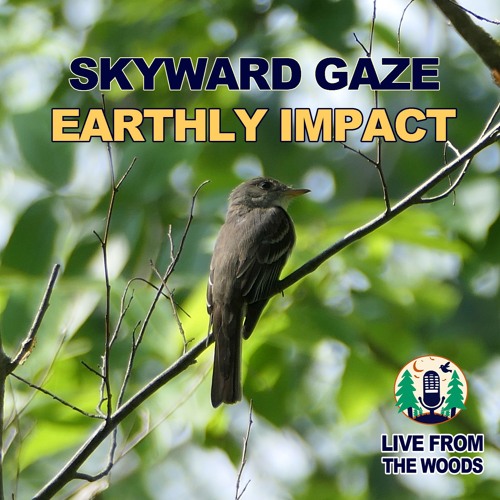 Stream episode Skyward Gaze, Earthly Impact: How Birdwatching Shapes Ecological Consciousness by ...