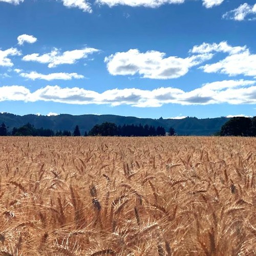 Stream Rift Swan by Geoff Ereth | Listen online for free on SoundCloud