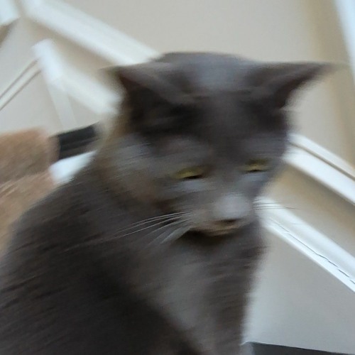 Stream Cat Therian Meditation by Liv | Listen online for free on SoundCloud Stream Cat Therian Meditation by Liv | Listen online for free on SoundCloud