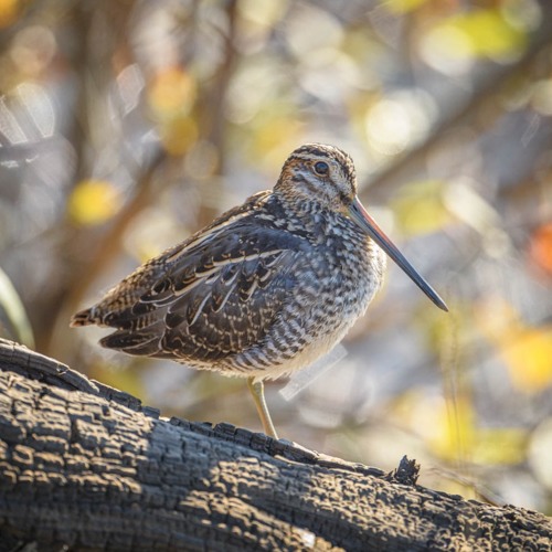 Stream Winnowing Snipe with Willow Flycatcher & Song Sparrow by Sounds ...