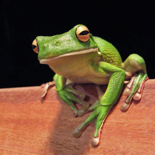 Stream The Princess and the Frog by Roger Illsley | Listen online for ...