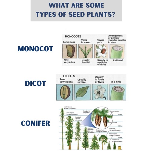 Stream S3 w13 SCIENCE - Types of Seed Plants by Bear Light Academy ...