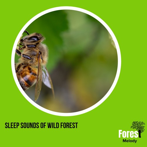 Stream Passing Crows by the Grave by Isla Wagner Calm Sound Collection ...