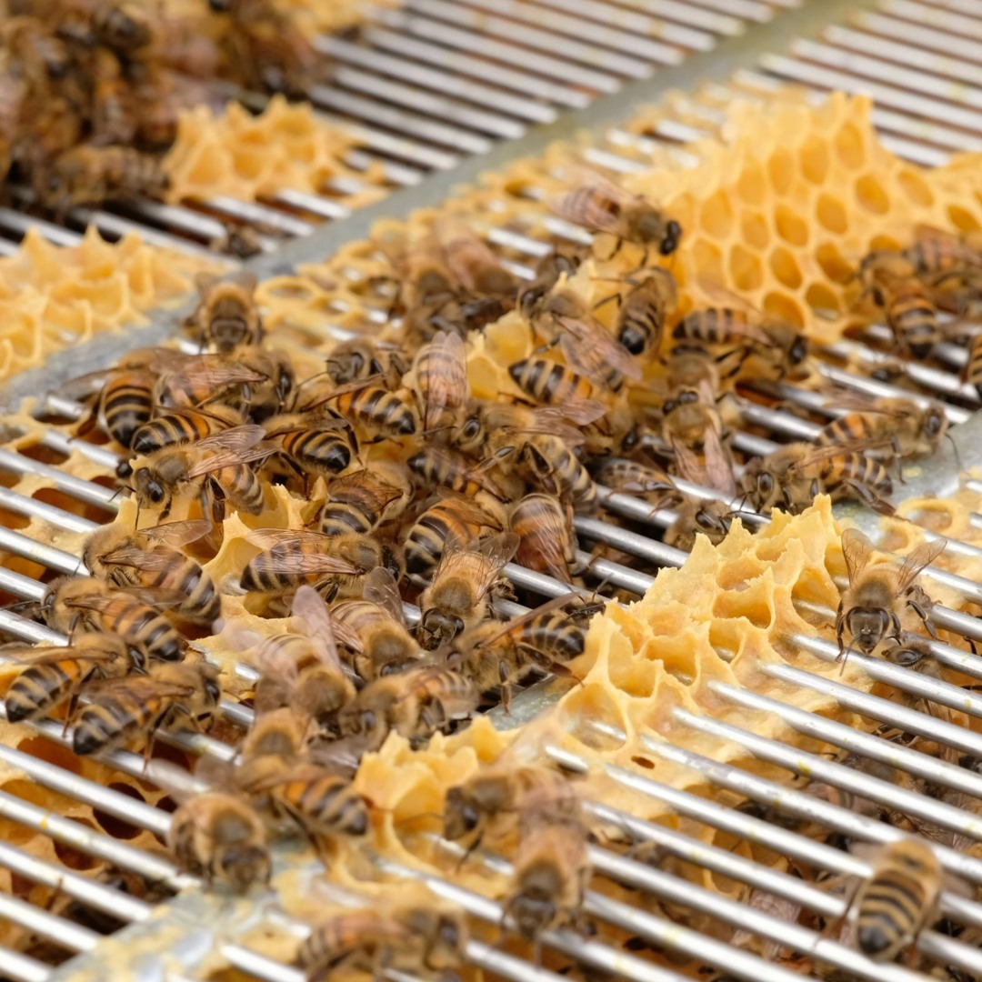 Stream episode Uncle Graham - The Beekeeper by Simon Bray podcast ...