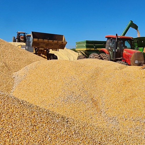 Stream episode NAFB: Best Practices for High-Moisture Corn Management ...