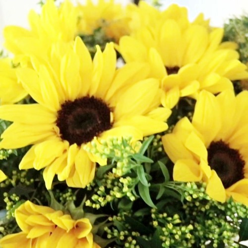 Stream BONUS TRACK - not main album: Sunflower Power - garage band ...