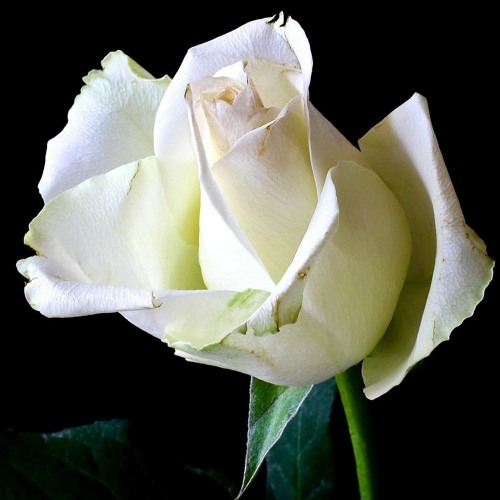 stream-naming-a-rose-after-dame-deborah-james-by-world-radio-gardening