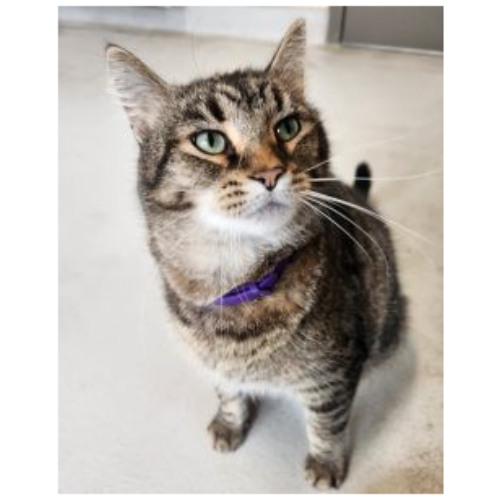 Stream Jasper-Male Tabby-12-6-2024 by Inspiration 97.9 FM KCMR Radio ...