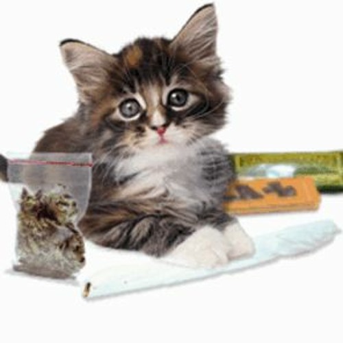 Stream high forever - capoxxo (prod. pvscale) by internet stars ...