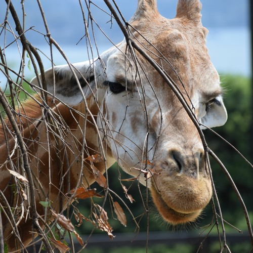 Stream Love Is War - Anime Intro by Jake Houser (Twitch) | Listen ...