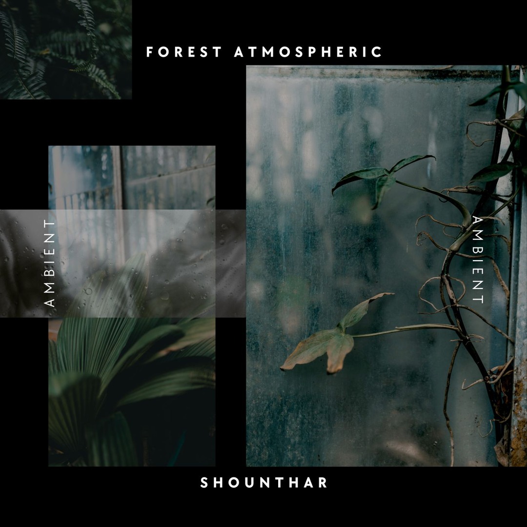 Stream Shounthar | Listen to Forest - Atmospheric Ambient Soundscape ...