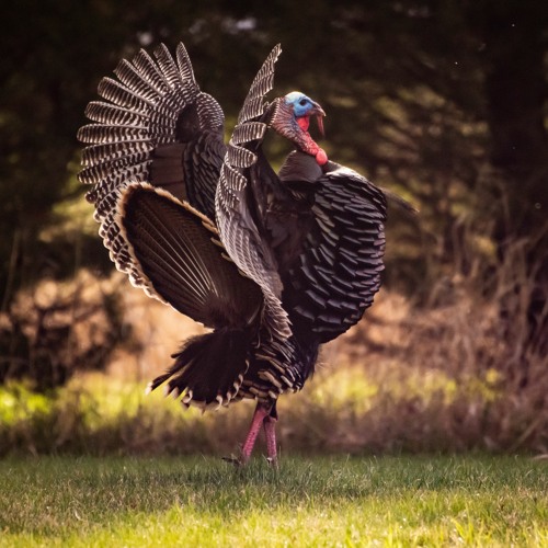 Stream Panhandle Afield: Wild Turkeys by Justin Haag | Listen online ...