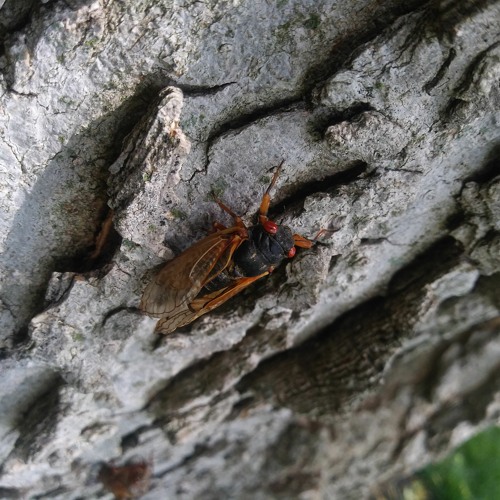 Stream episode Cicadas Making Noise Outside Husman Hall, Xavier ...