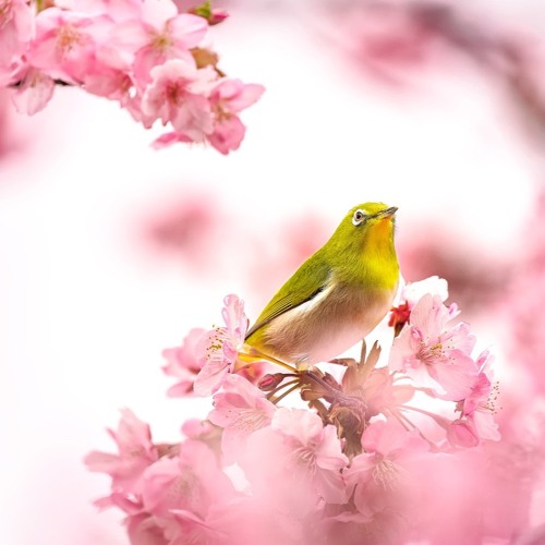 Stream "SAKURA SAKURA"〜Japanese Famous Song Using Japanese traditional ...